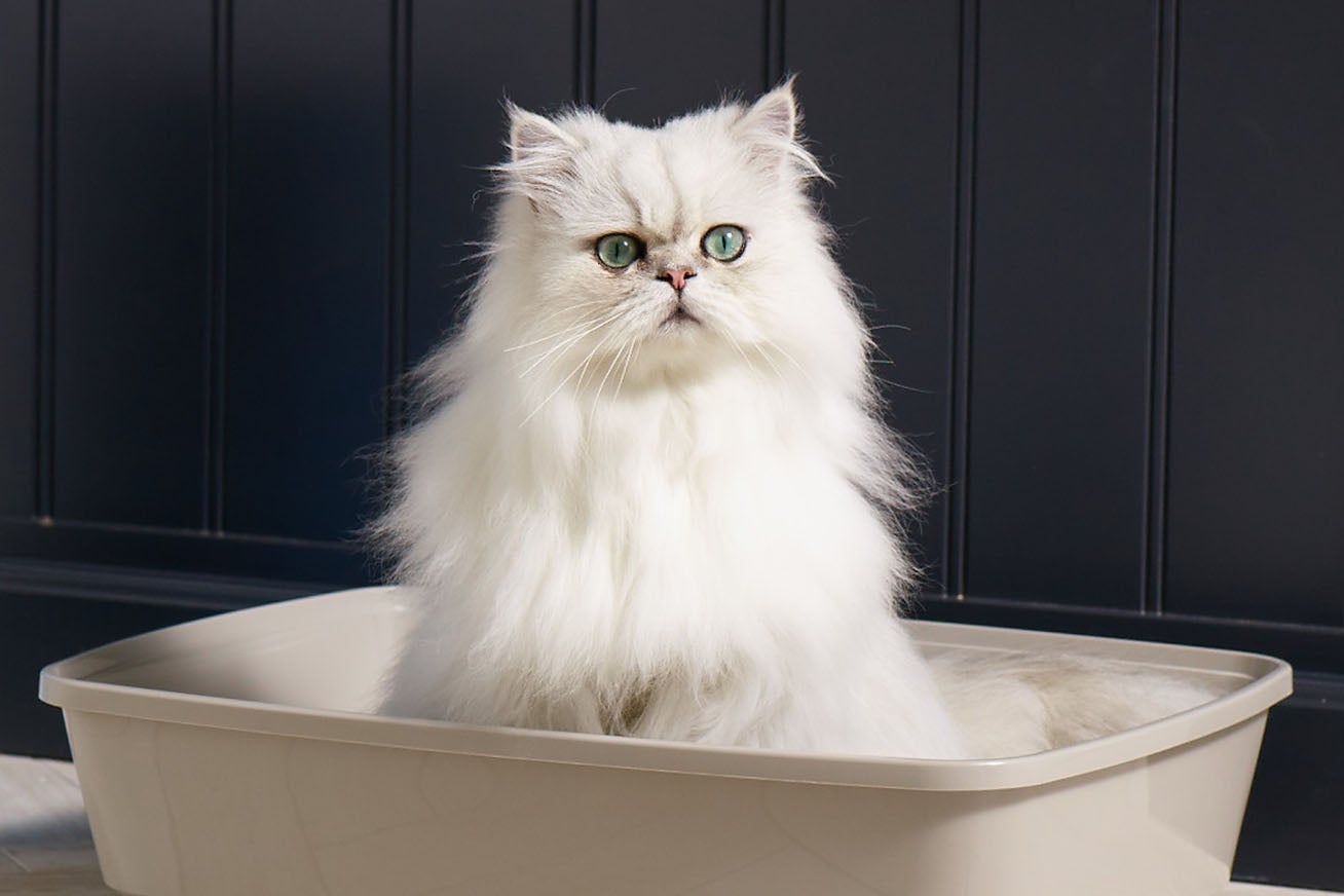 Clumping Cat Litter Range | Ever Clean UK